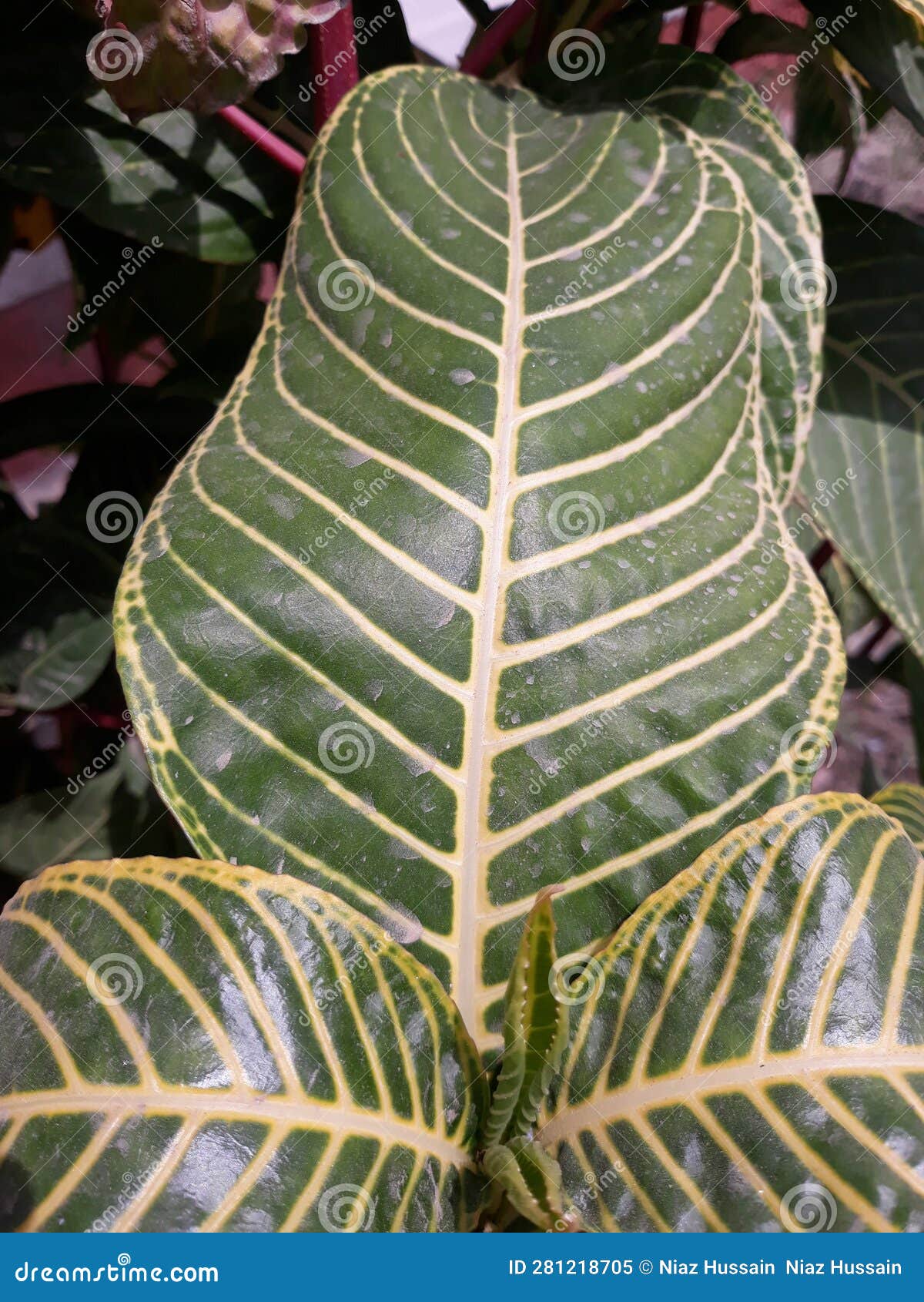 A Nice Leaves Picture in Plant Stock Image - Image of leaf, branch ...