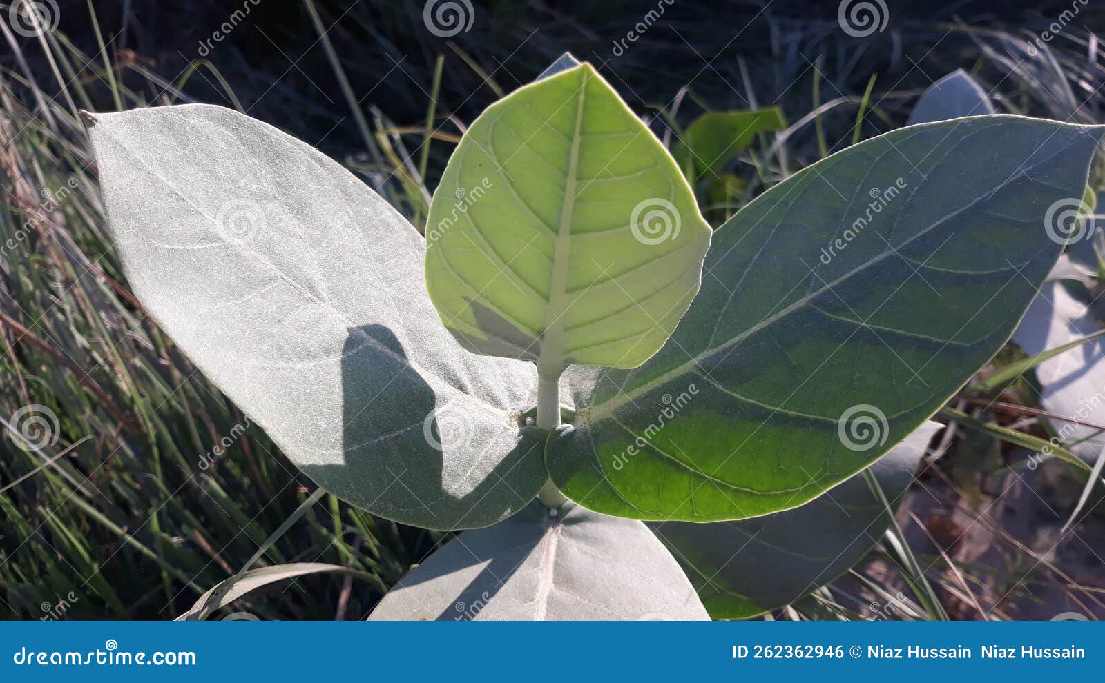 A Nice Leaves Picture in Plant Stock Photo - Image of leaves, tree ...