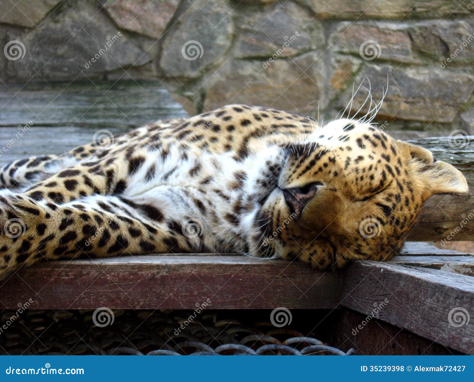 Nice Leopard Sleeping in the Cell of Zoo Stock Photo - Image of king ...