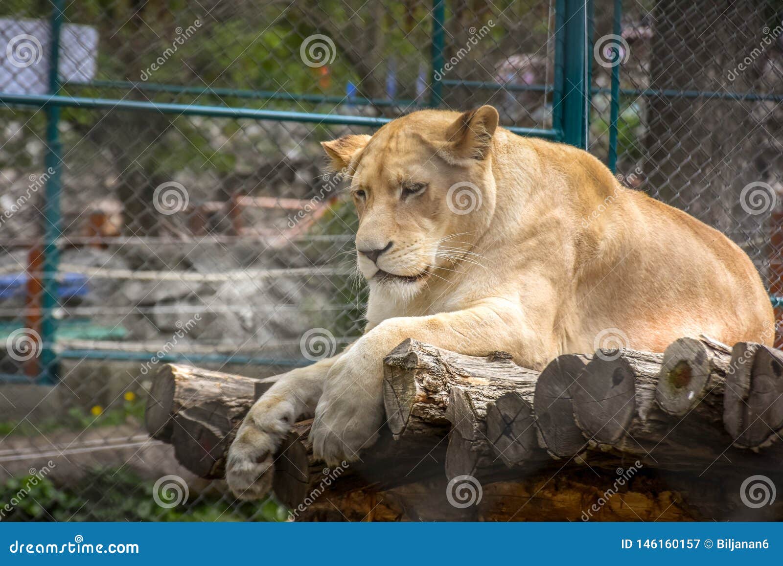 Nice lion in the zoo stock image. Image of lion, surface - 146160157