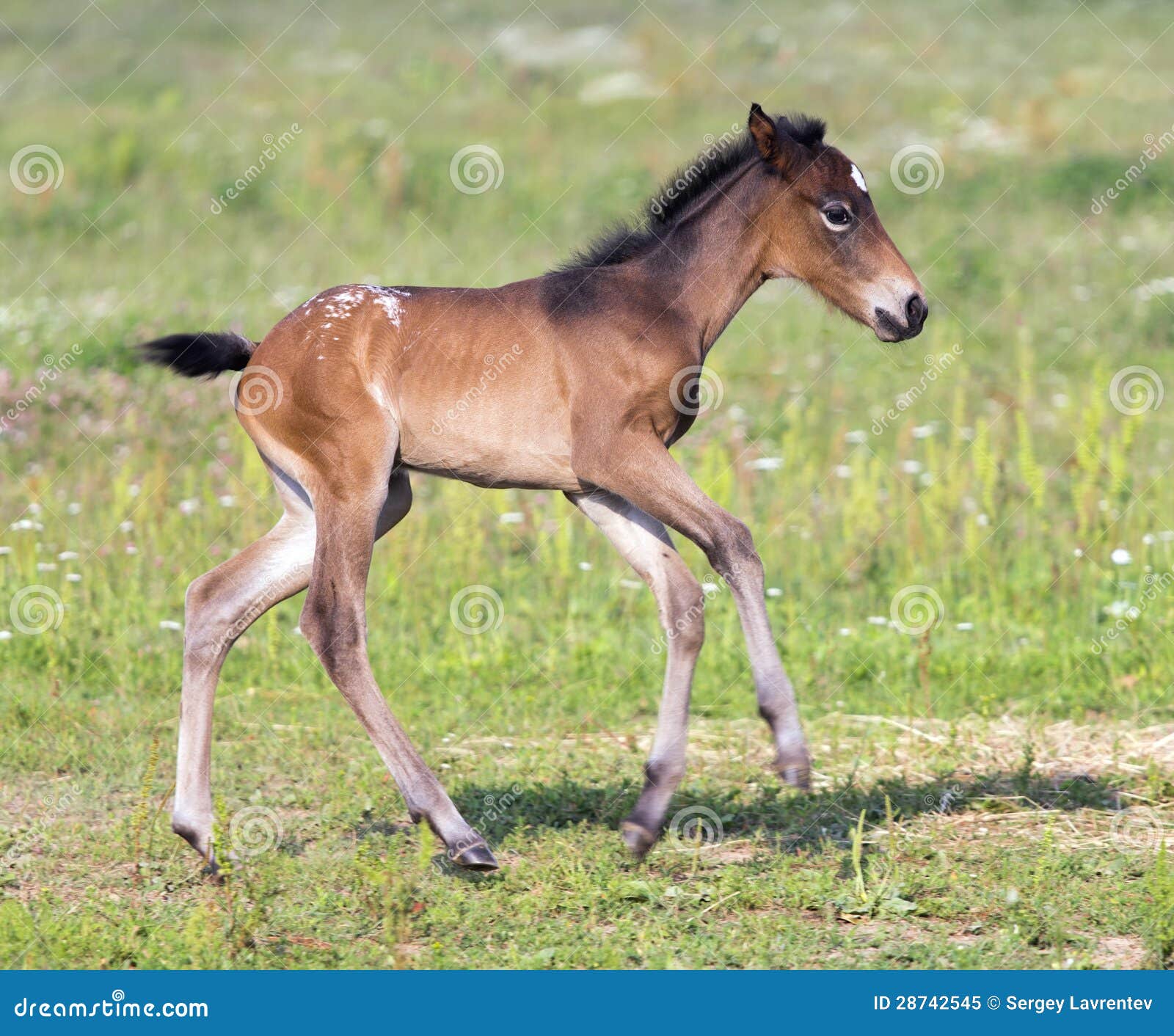 Nice Little Foal Running on Pasture Stock Image - Image of young, green ...