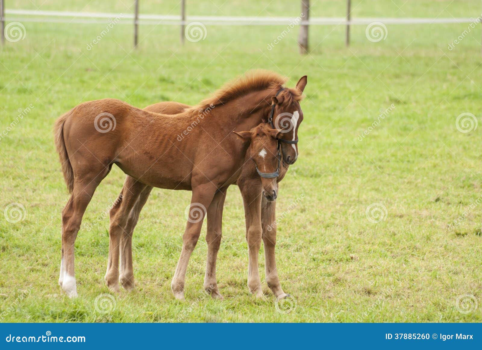 Nice Little Foals on Pasture Stock Photo - Image of nice, field: 37885260