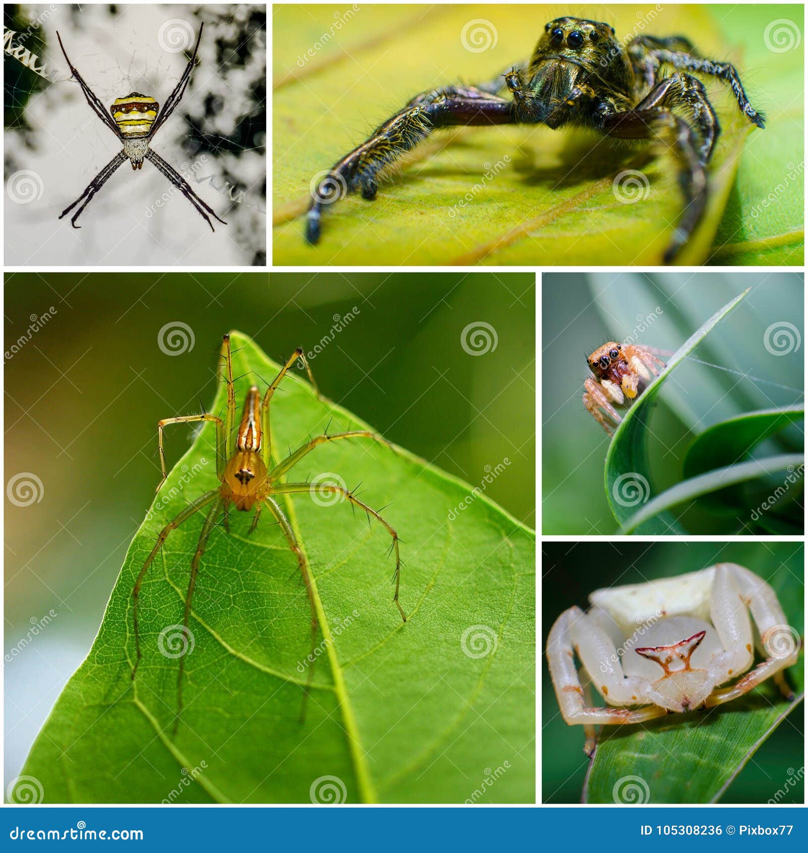 Spider in nature, Collage stock photo. Image of park - 105308236
