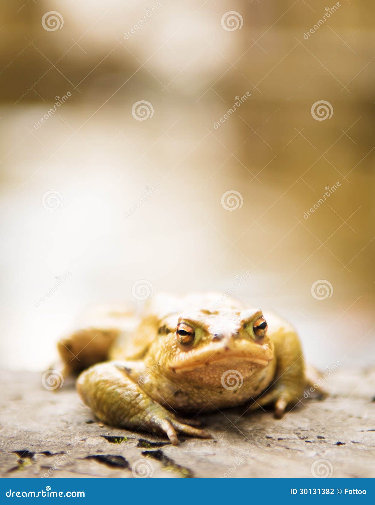Toad stock photo. Image of closeup, animal, vertical - 30131382