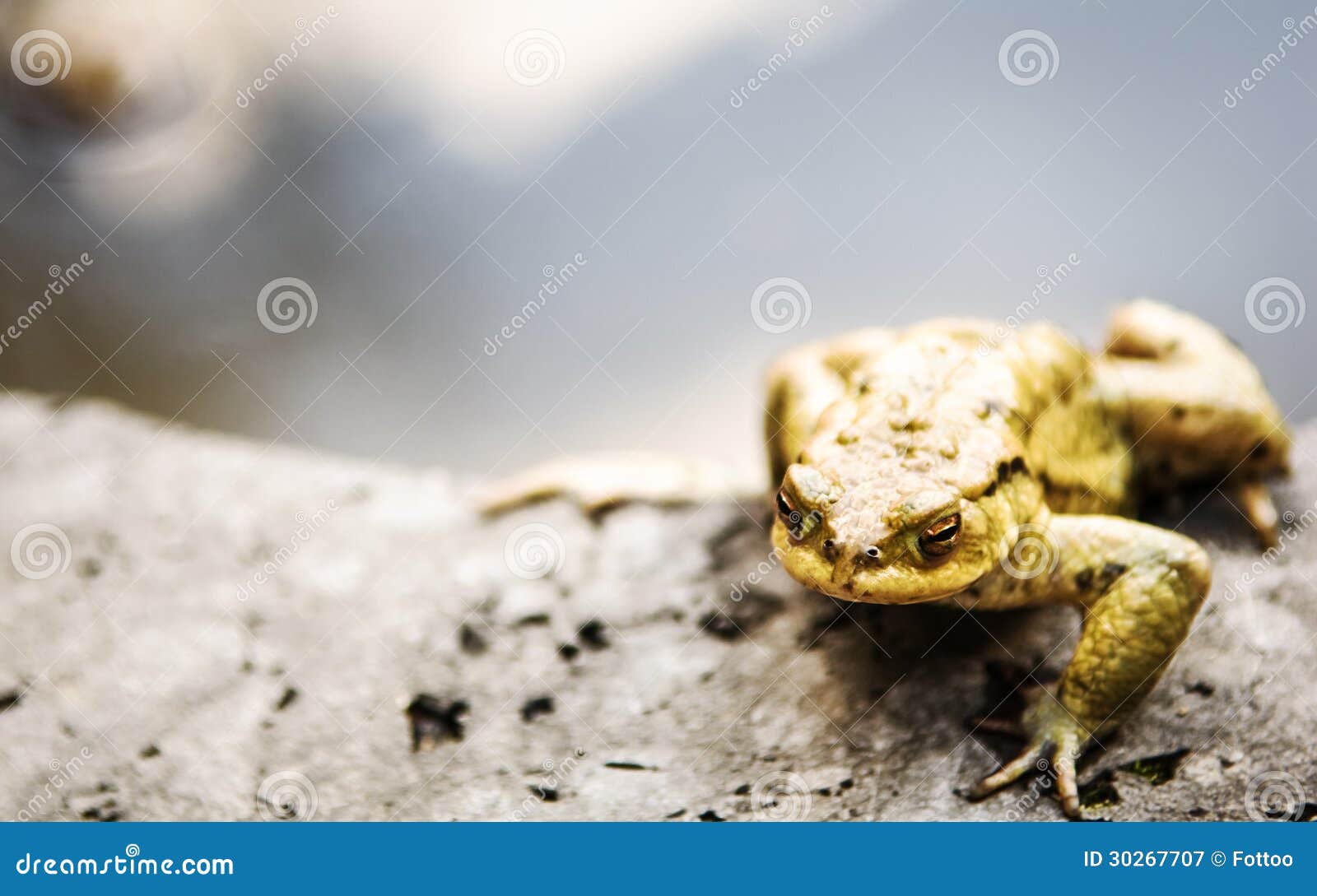 Toad stock image. Image of amphibian, gray, small, copy - 30267707