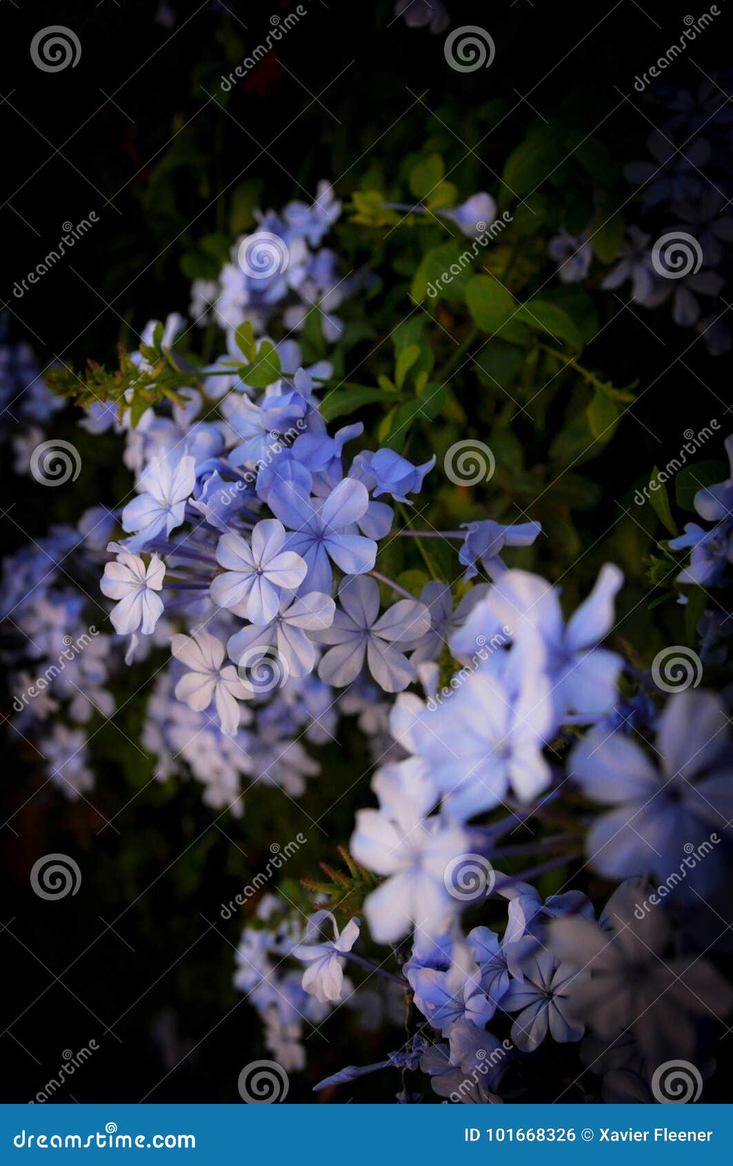 Nice Little Violets on the Side of Path Stock Photo - Image of side ...