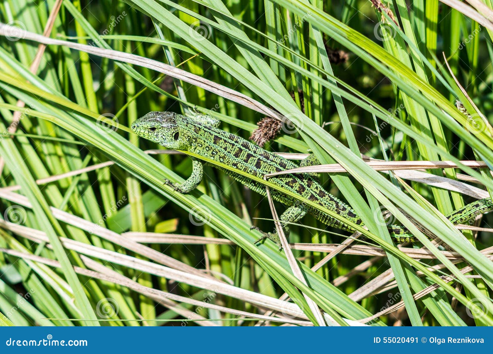 Nice lizard at the grass stock image. Image of forest - 55020491