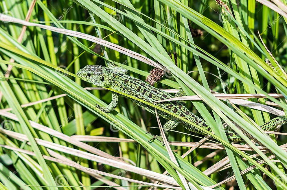 Nice lizard at the grass stock image. Image of forest - 55020491
