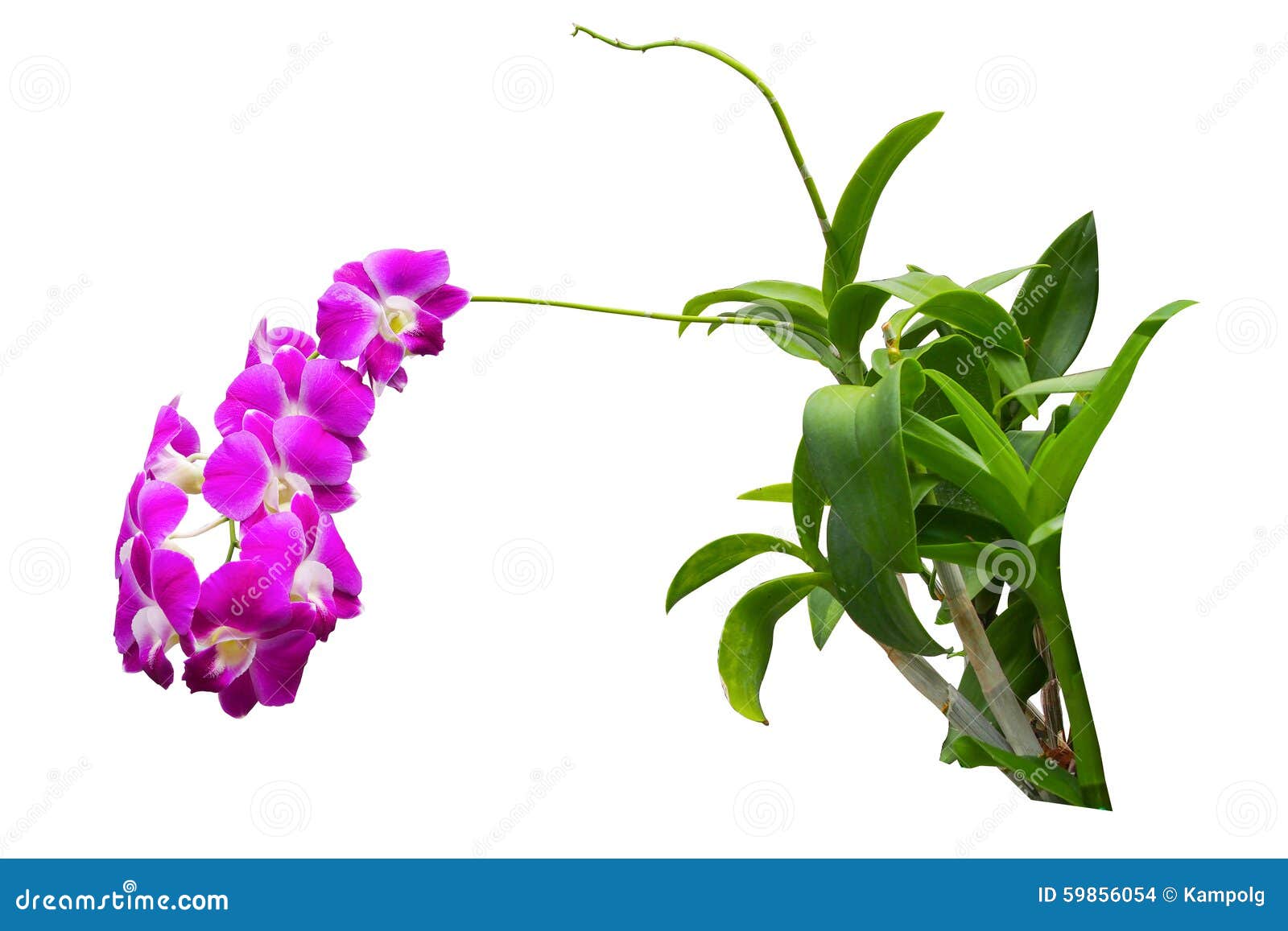 Nice Long Stem of Purple Thai Orchid Stock Photo - Image of stem, color ...