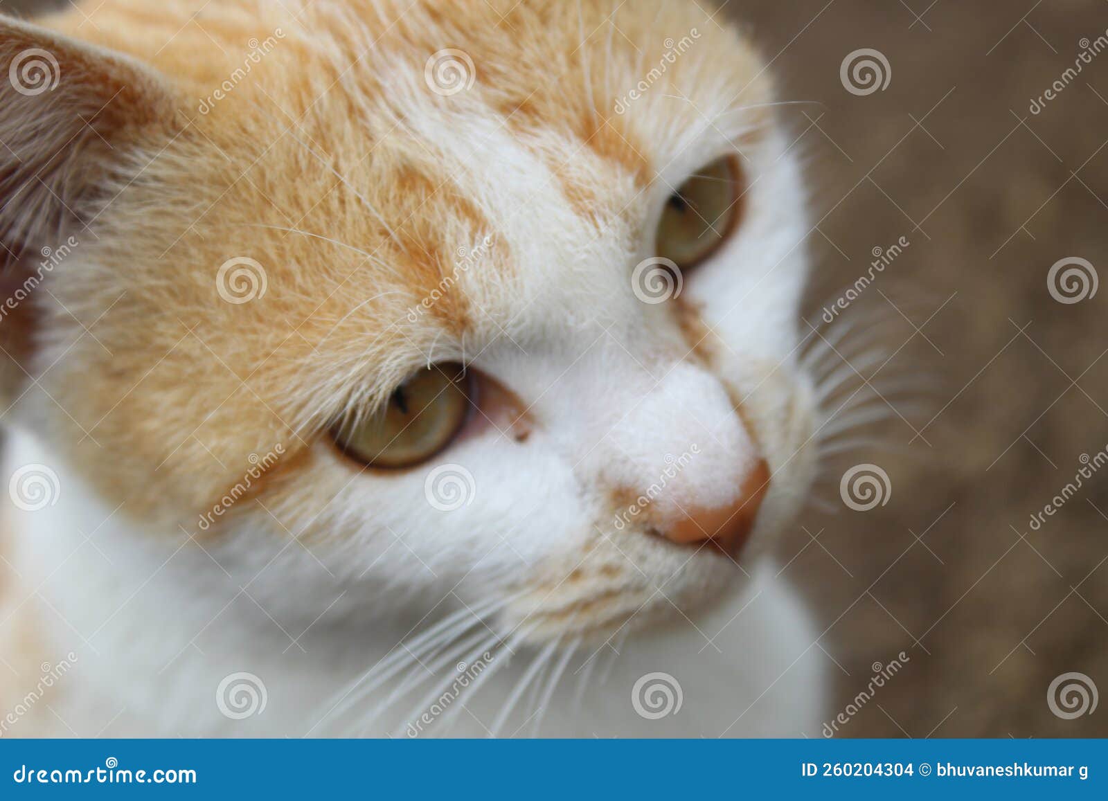 Nice looking cat stock photo. Image of looking, skin - 260204304