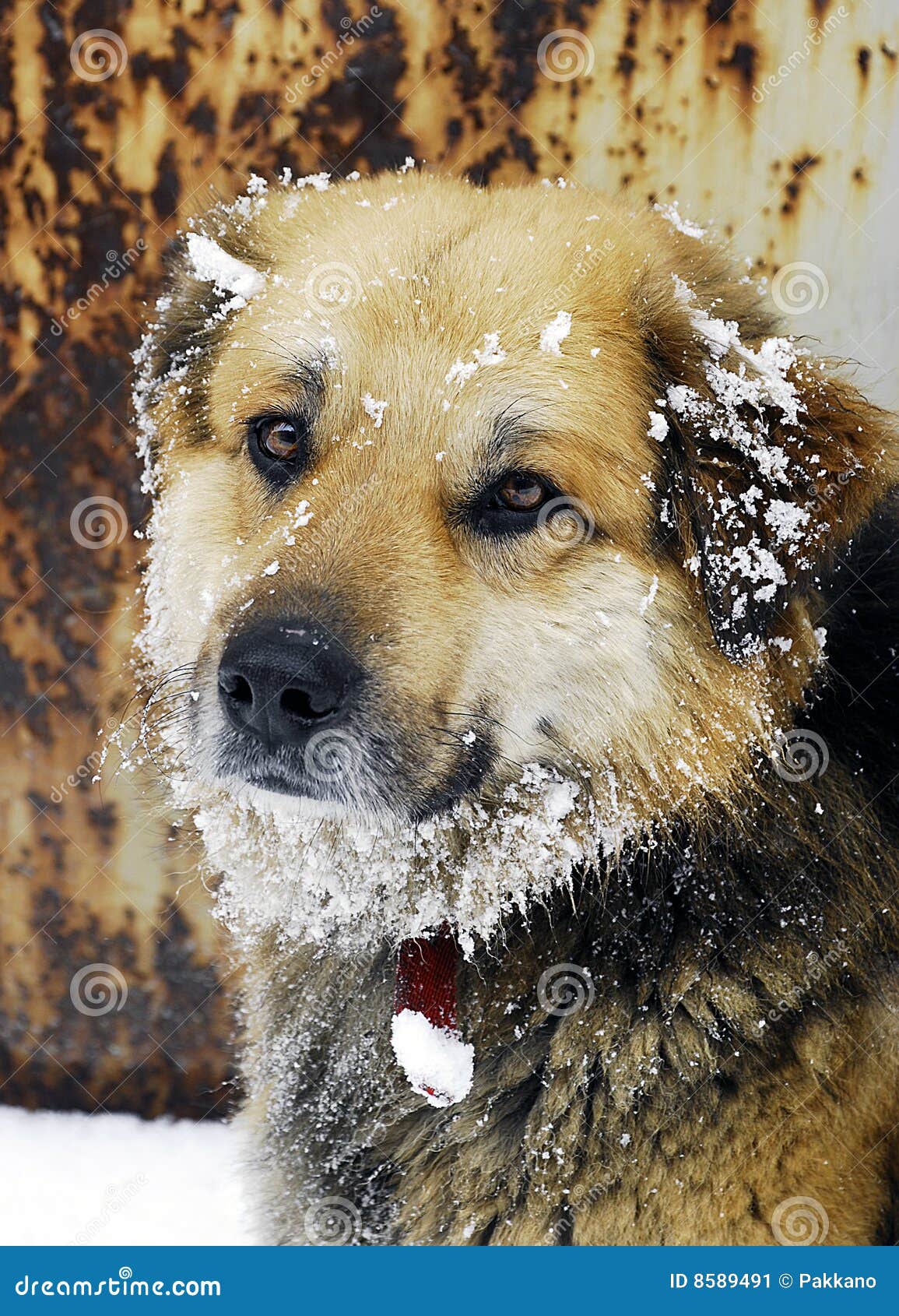 Nice Looking Dog with Snow on it Stock Image - Image of threat ...