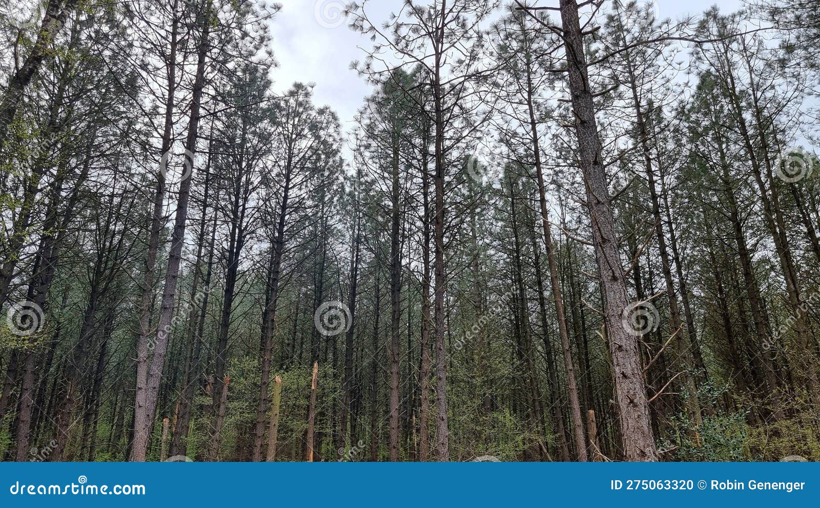 Nice Looking Trees at the Forest Stock Photo - Image of trees, forest ...