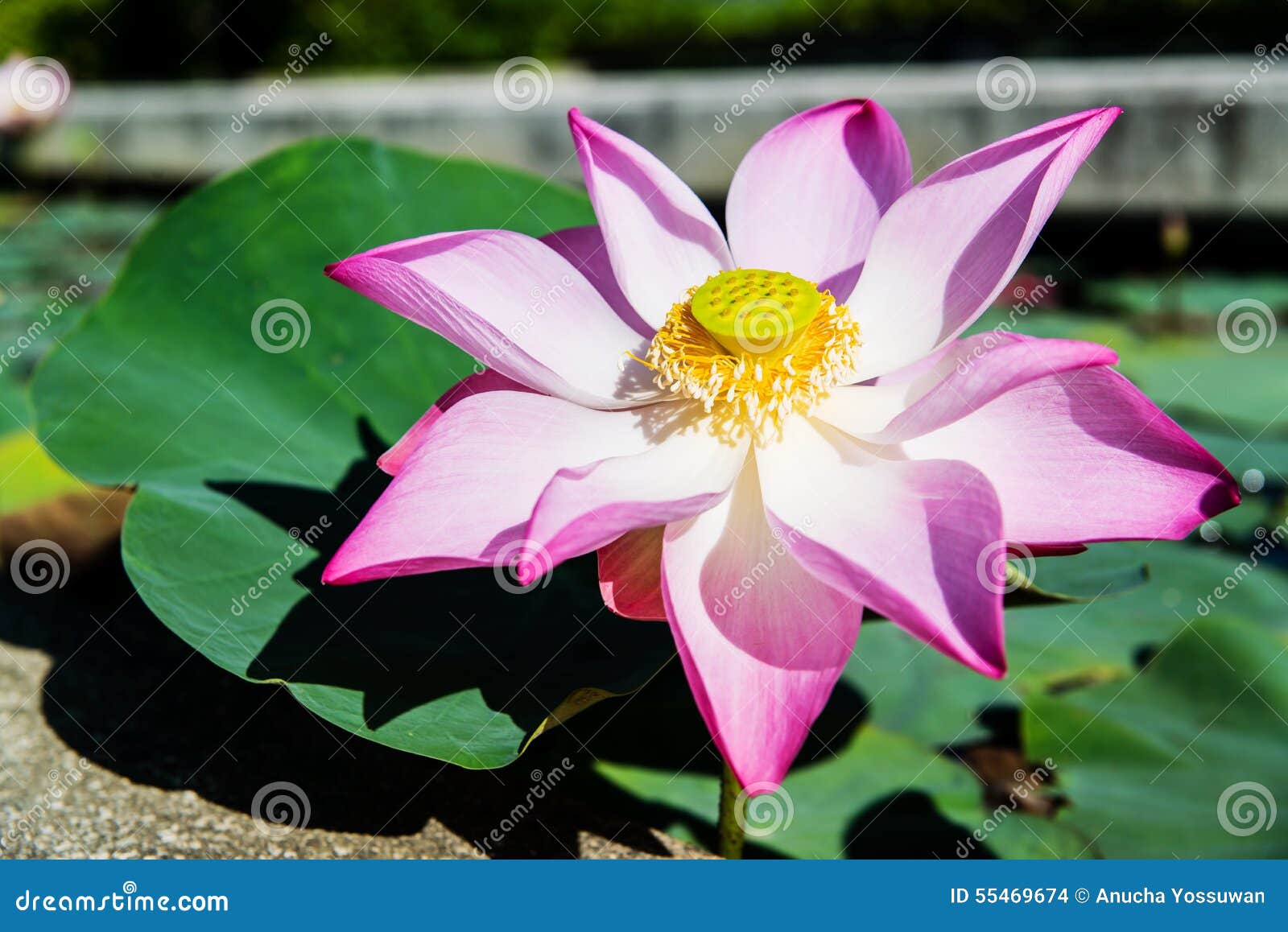 Nice lotus stock photo. Image of nature, pool, growth - 55469674