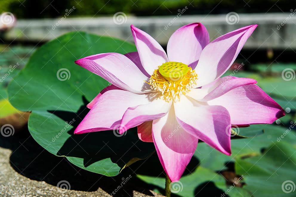 Nice lotus stock photo. Image of nature, pool, growth - 55469674