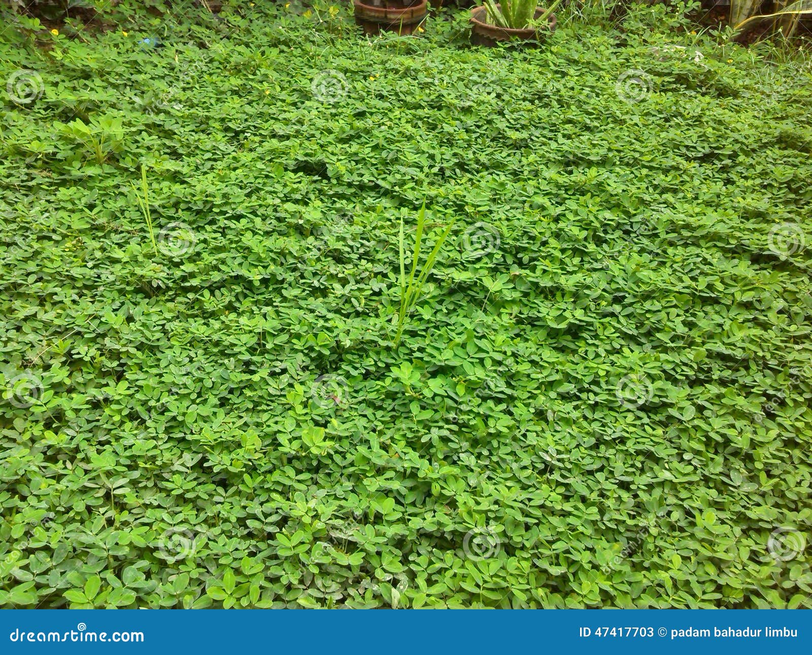 Nice lucky grass stock image. Image of nice, garden, grass - 47417703