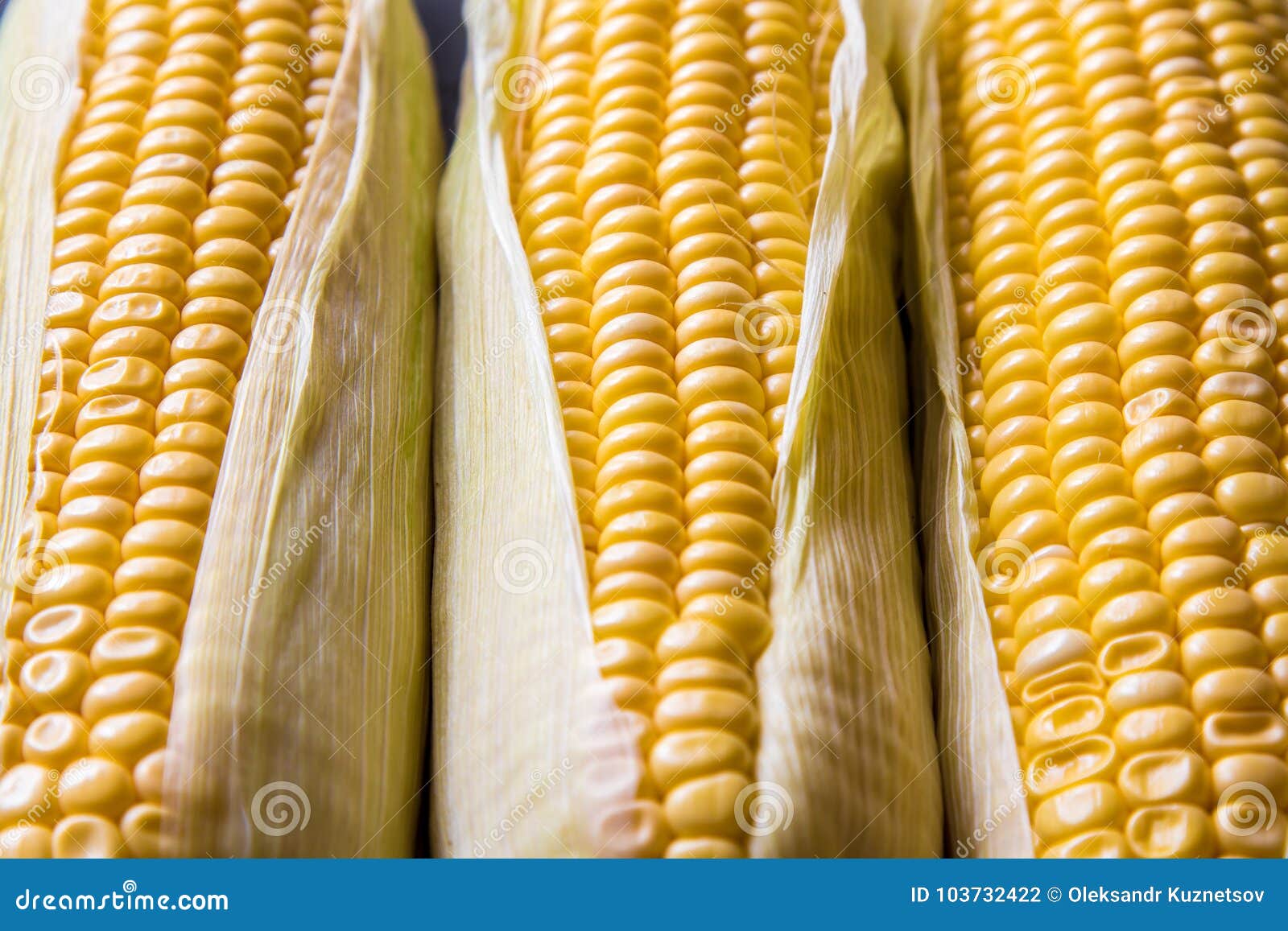Macro View of Three Corn Cobs. Nice Macro Background of Healthy Food ...