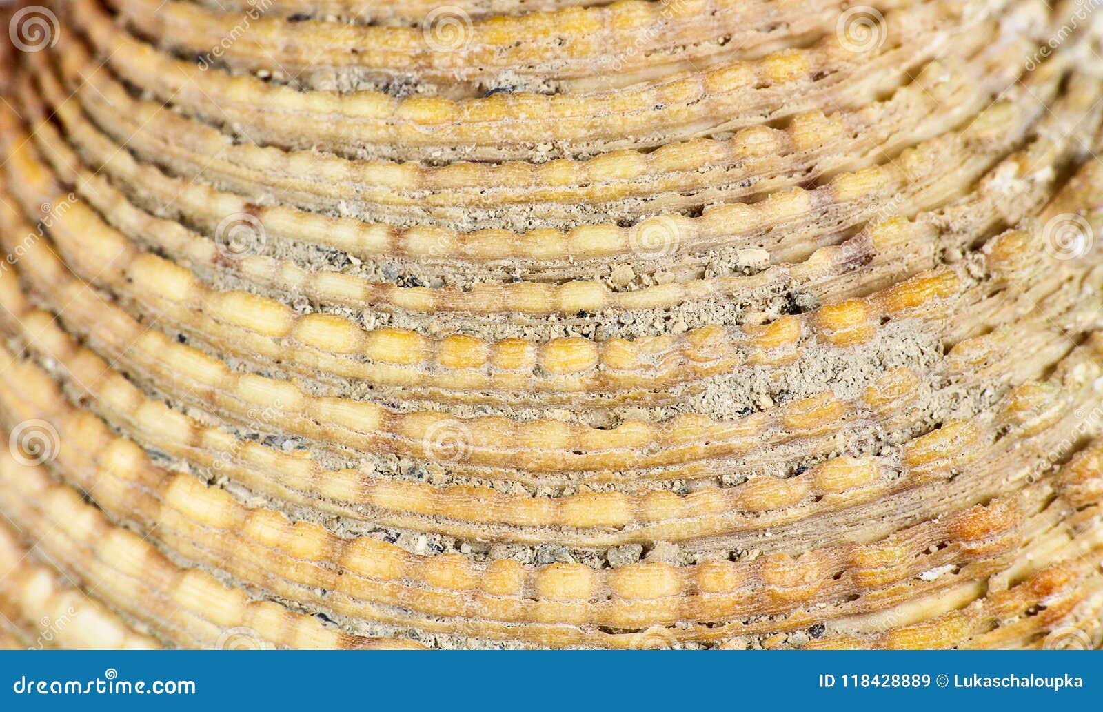 Nice Macro Photo Material Structure of Seashell Stock Image - Image of ...