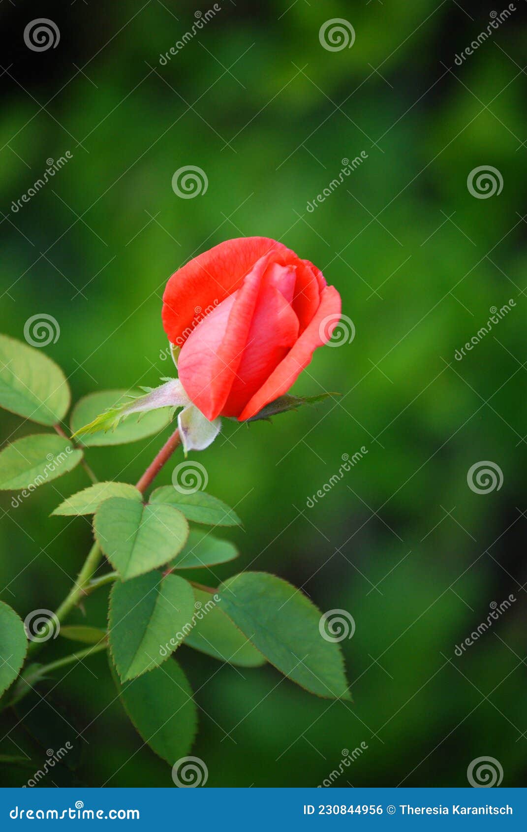Rosebud stock photo. Image of noble, roses, rose, flora - 230844956