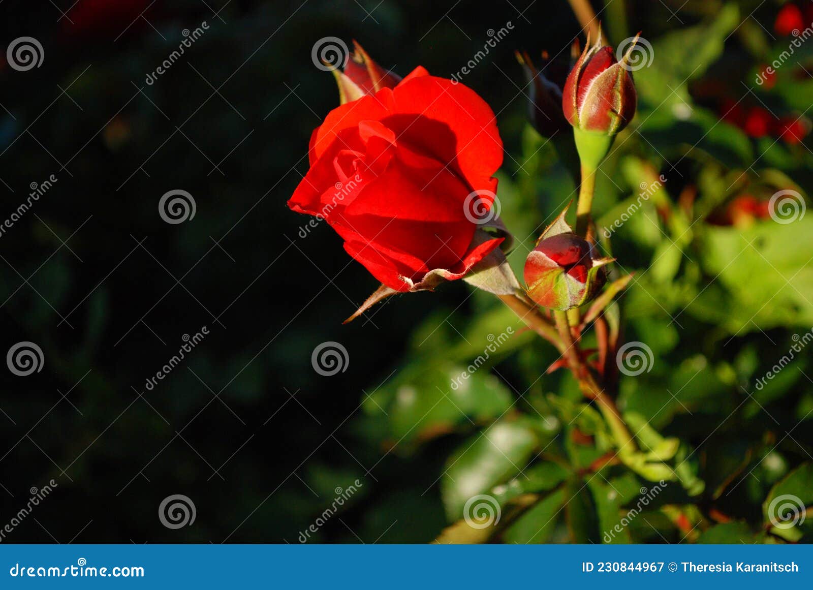 Rosebud stock image. Image of summer, rosebud, roses - 230844967