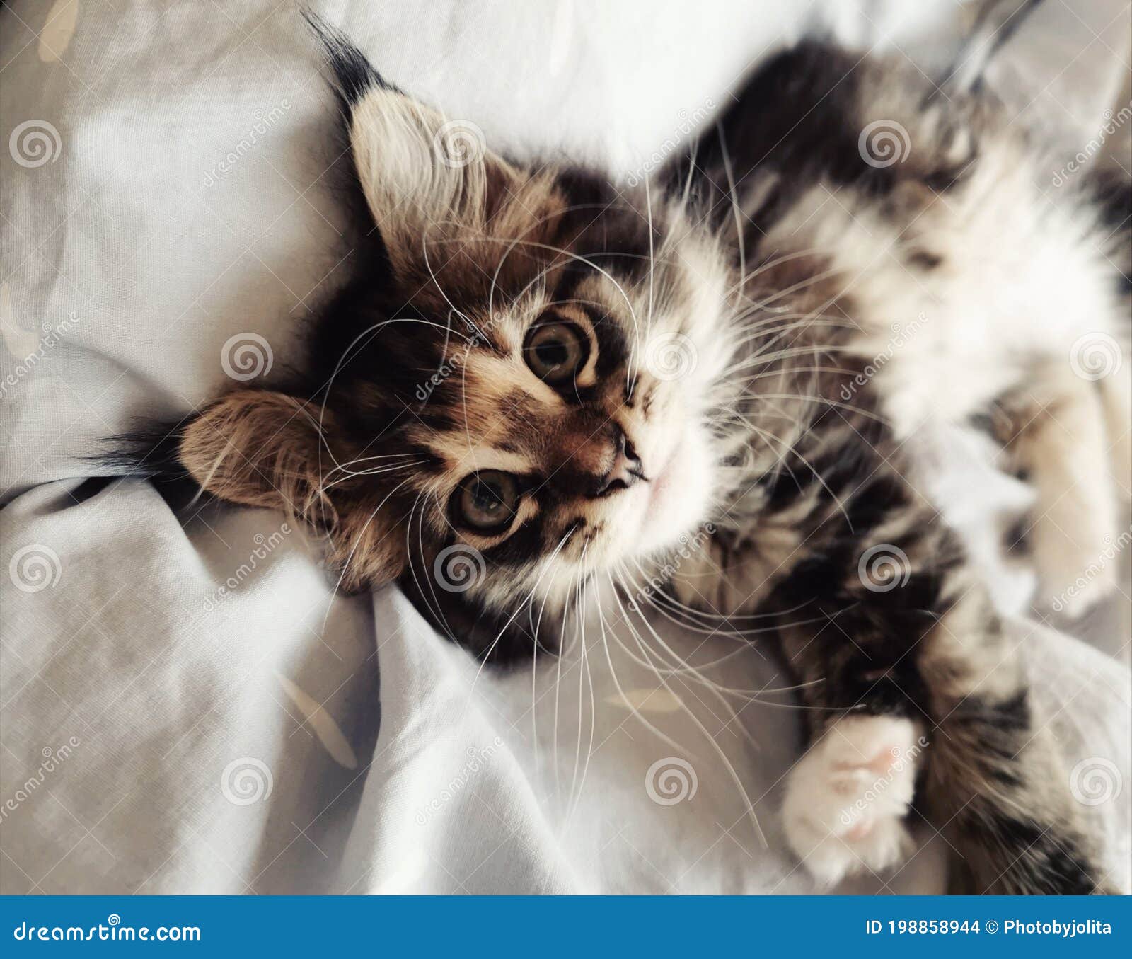 Nice Maine Coon Little Kitten Cat Stock Photo - Image of mammal ...