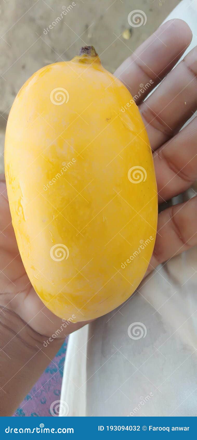 Nice mango for eating stock photo. Image of cuisine - 193094032