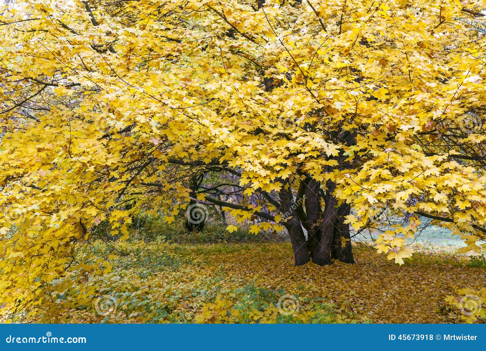 Nice maple tree in autumn stock photo. Image of beautiful - 45673918