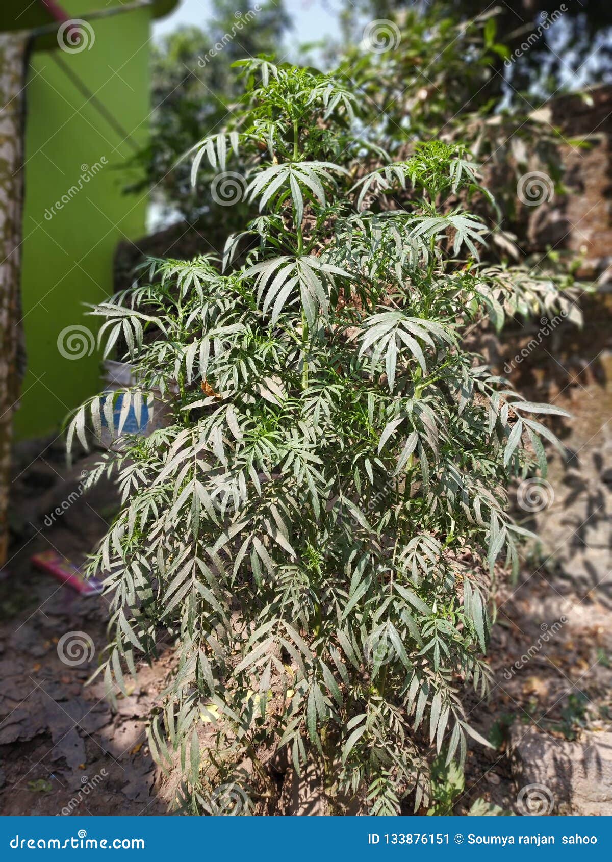 Nice Marigold tree stock image. Image of tree, marigold - 133876151