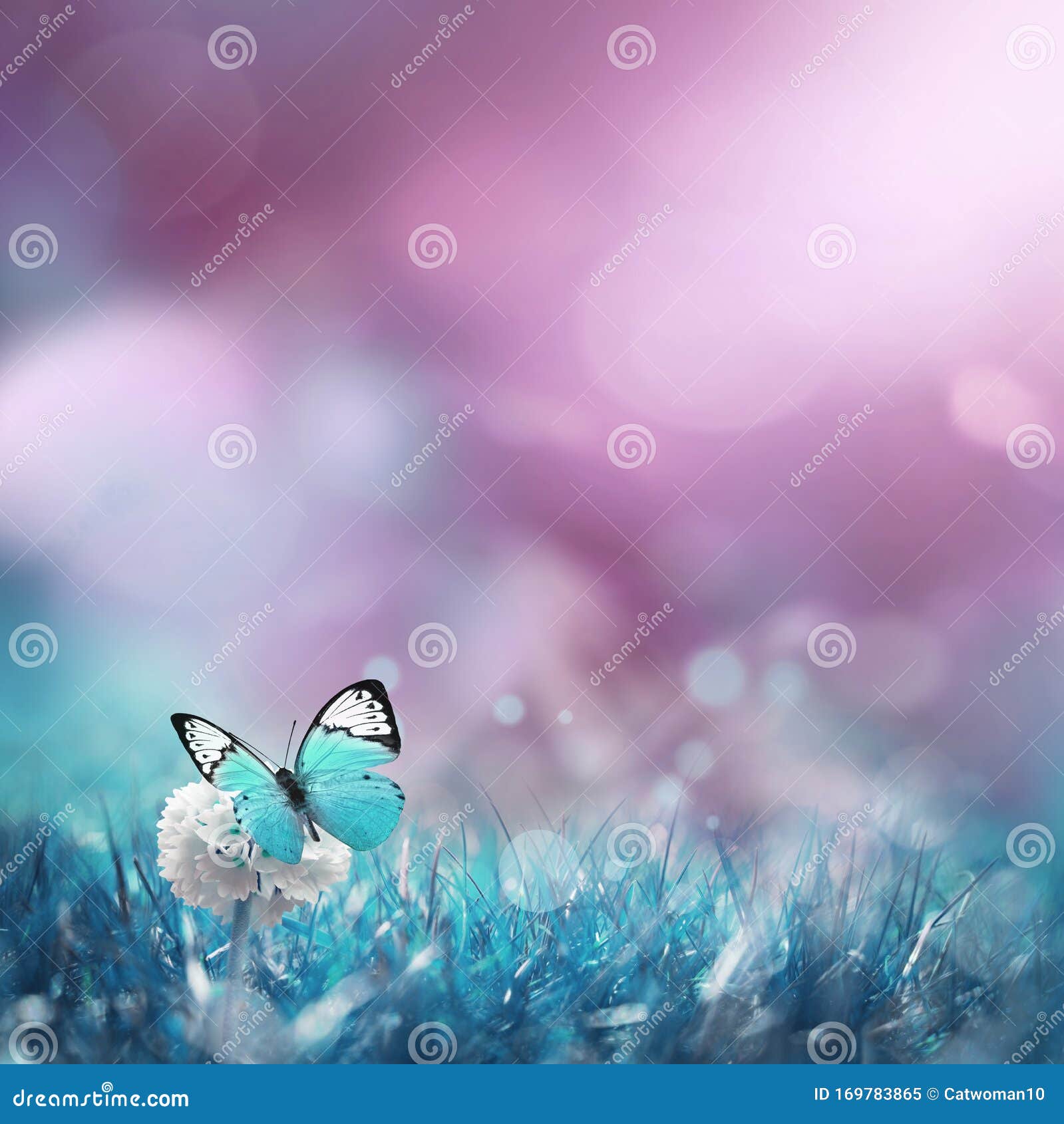 Nice Meadow with Spherical White Flower at Dawn. Summer Landscape Stock ...