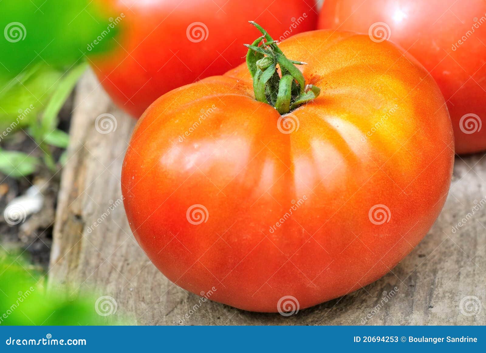 A nice meaty tomato stock image. Image of outdoors, tomato - 20694253