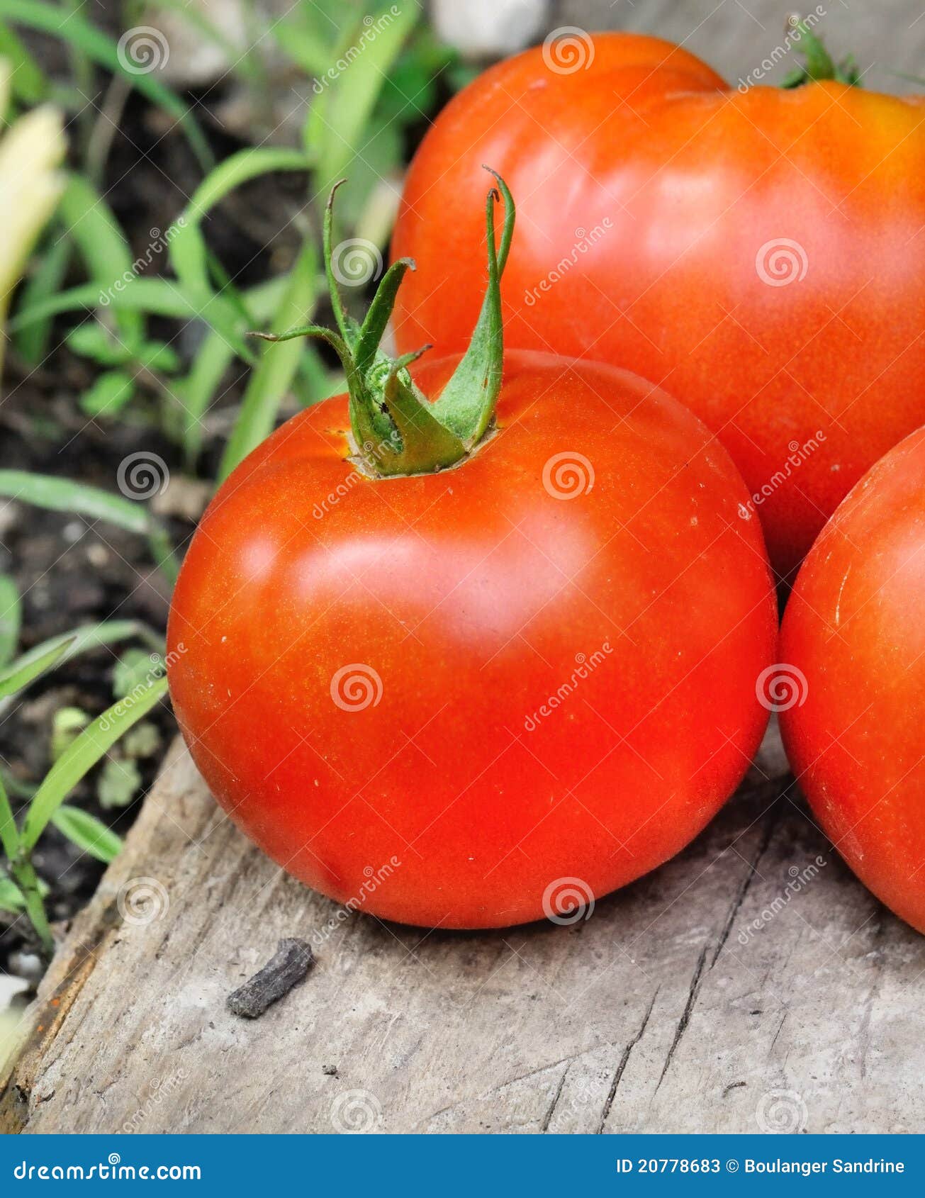 A nice meaty tomato stock image. Image of harvest, agriculture - 20778683