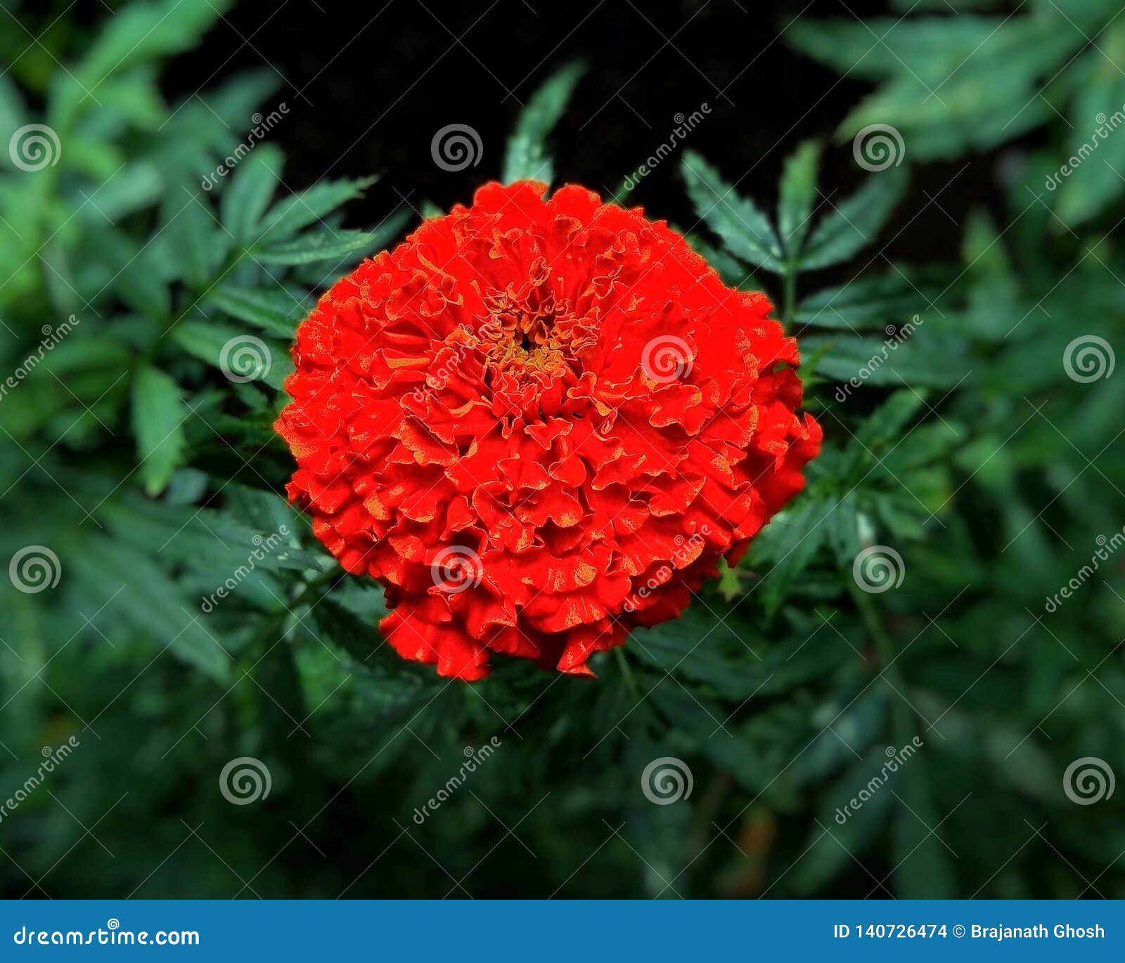 Nice merigold stock photo. Image of flowers, merigold - 140726474