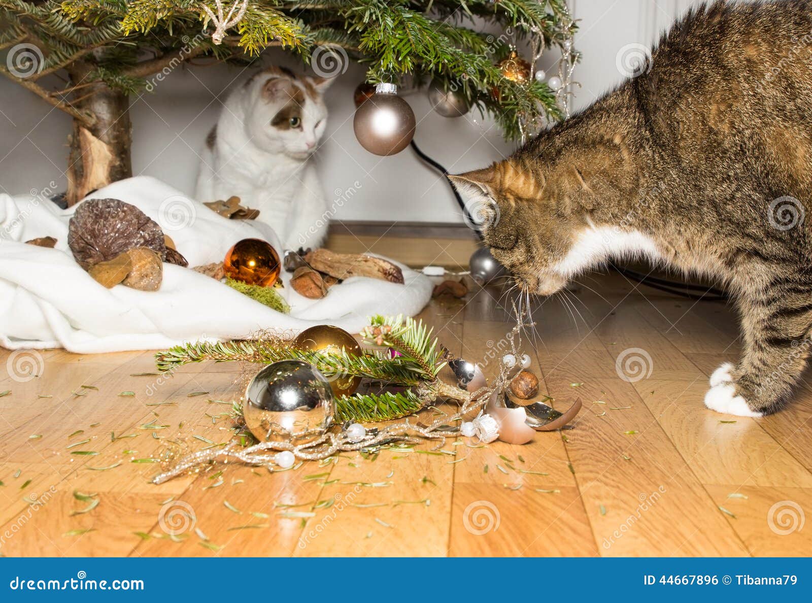 A nice mess stock photo. Image of innocent, advent, ground - 44667896