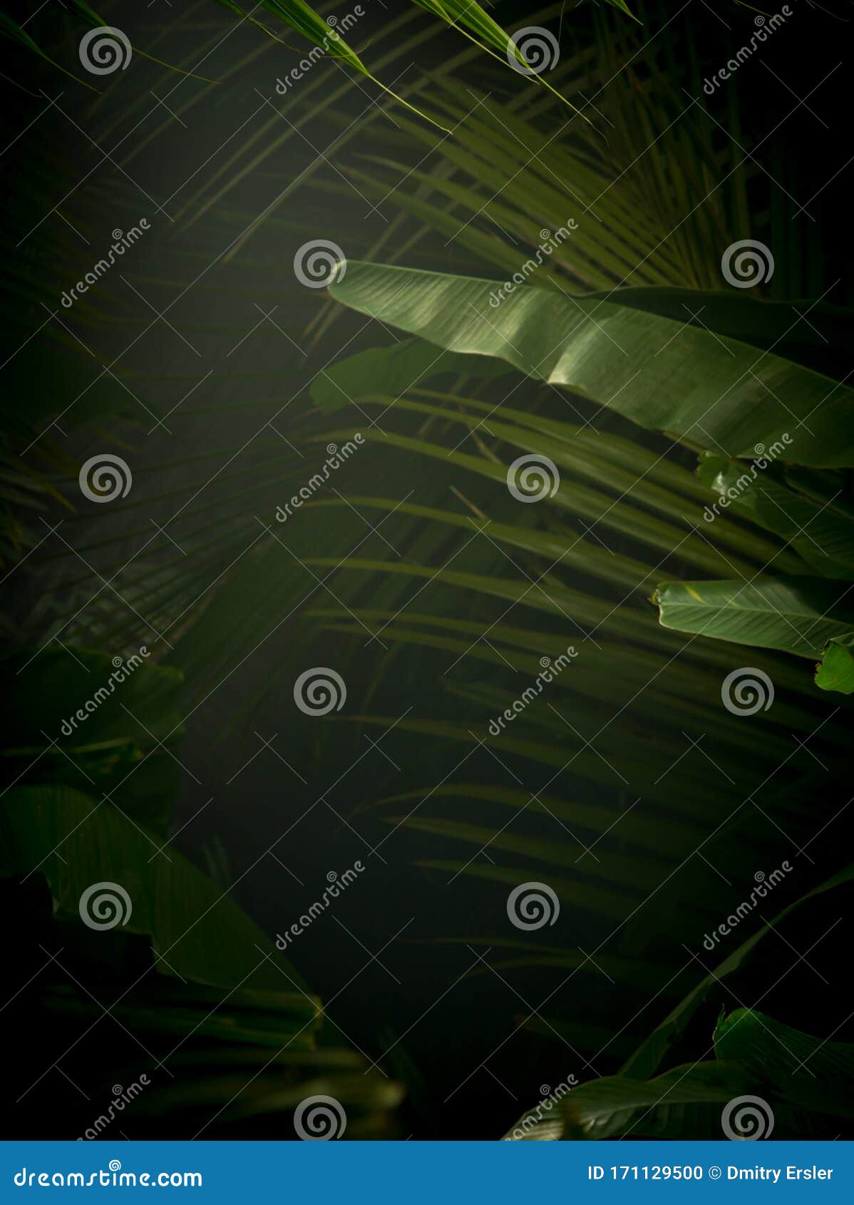 Nice Mist Green Tropical Jungle Background Stock Photo - Image of fresh ...