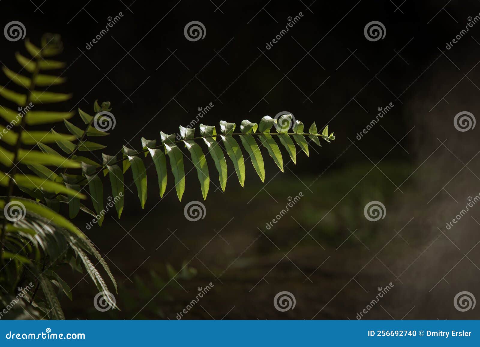 Of Nice Mist Green Tropical Jungle Stock Photo - Image of nature ...