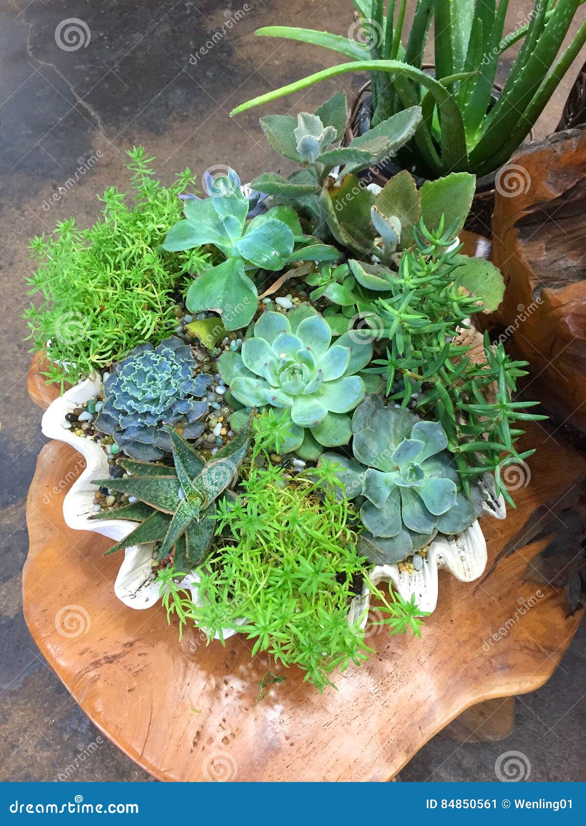 Nice Mixed Succulents Growing in the Pot Stock Image - Image of plants ...