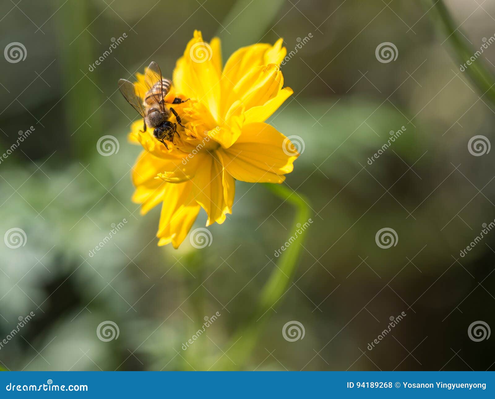The Nice Moment of the Bee Grabbing the Pollen on the Yellow Flo Stock ...