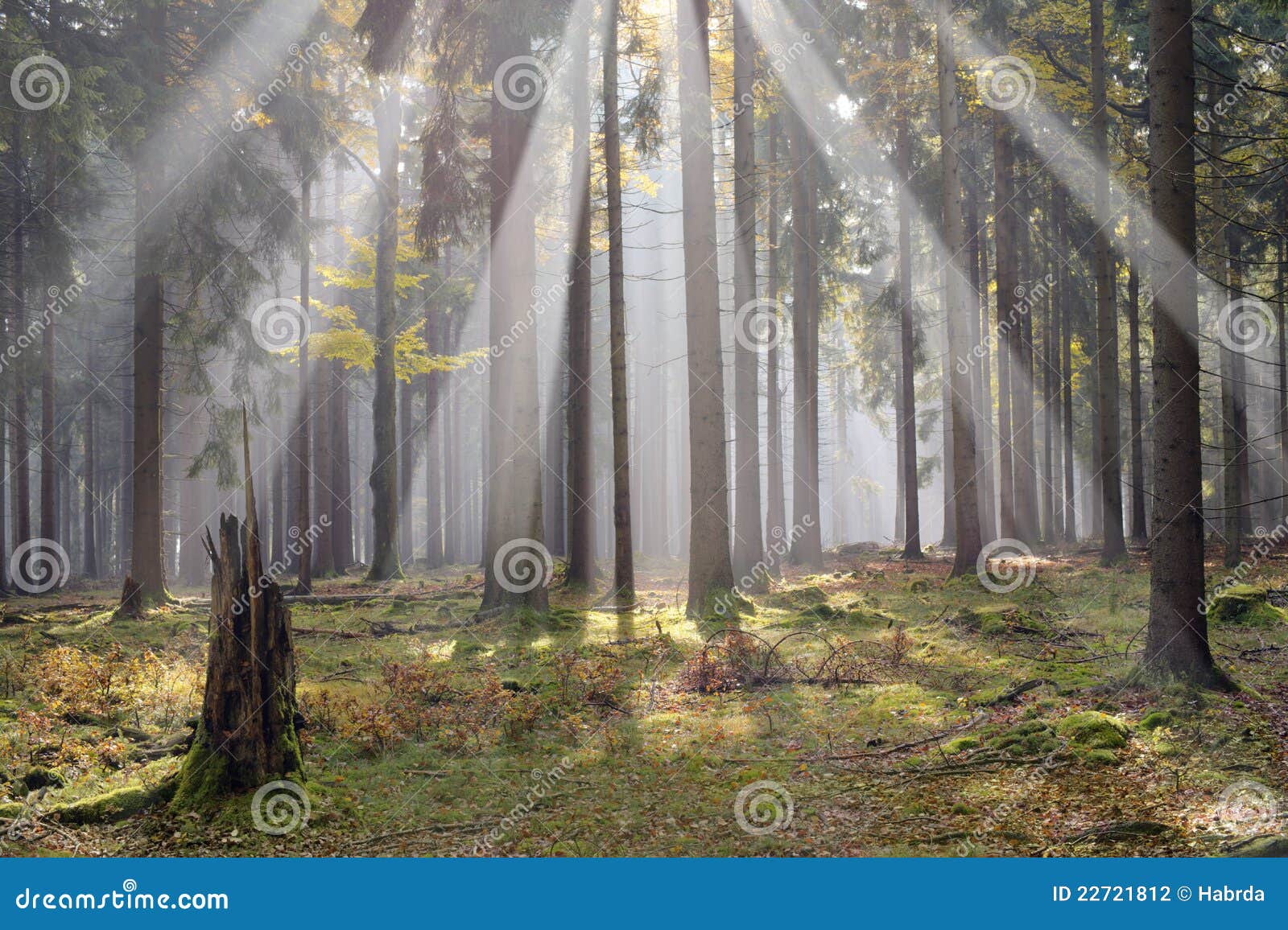 Nice Morning Air and Forest Stock Photo - Image of grown, atmosphere ...