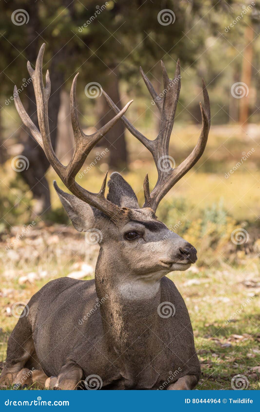 Nice Mule Deer Buck Bedded stock photo. Image of mule - 80444964
