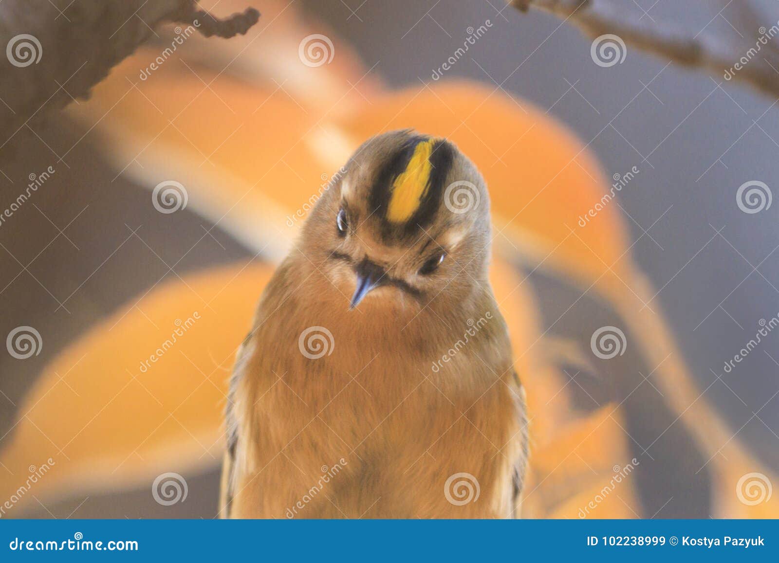 Nice Muzzle Birds with Yellow Crest Stock Image - Image of fauna ...
