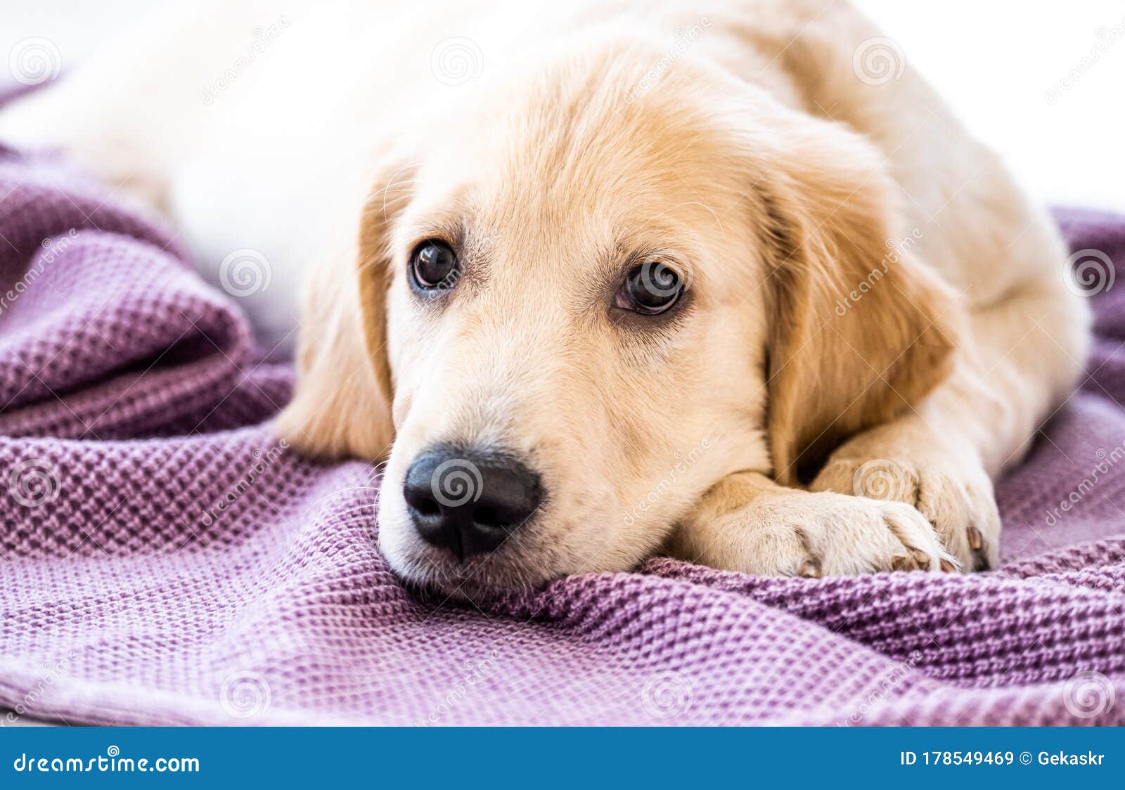 Nice Muzzle of Golden Retriever Stock Image - Image of leisure ...