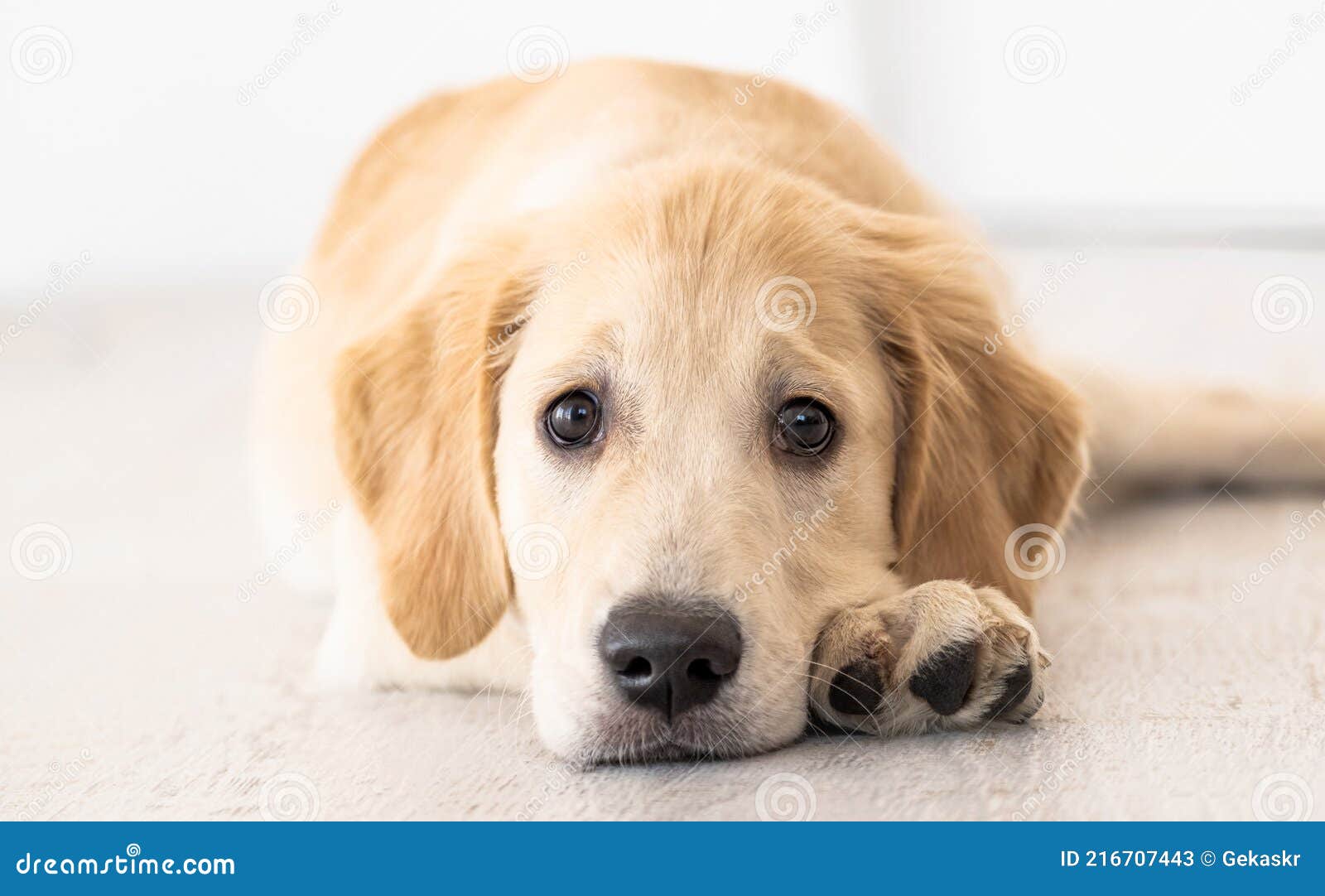 Nice Muzzle of Golden Retriever Stock Image - Image of retriever, funny ...