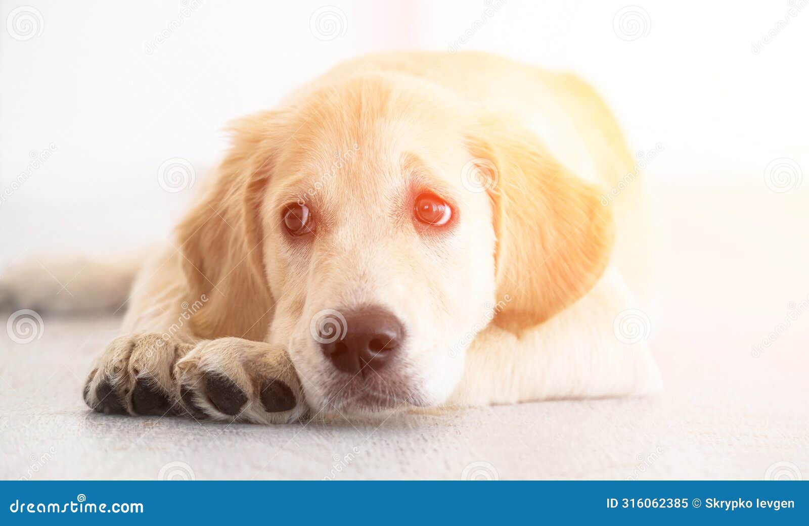 Nice Muzzle of Golden Retriever Stock Image - Image of purebred, little ...