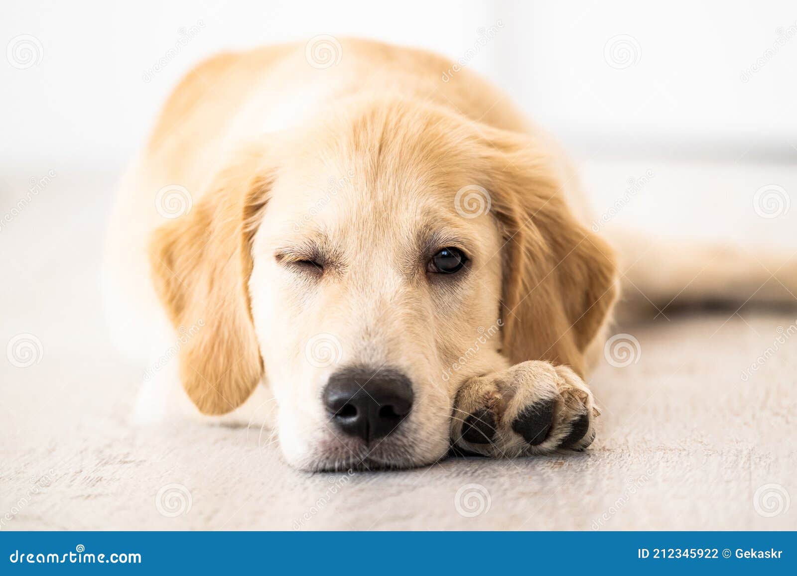 Nice Muzzle of Golden Retriever Stock Photo - Image of animal, muzzle ...