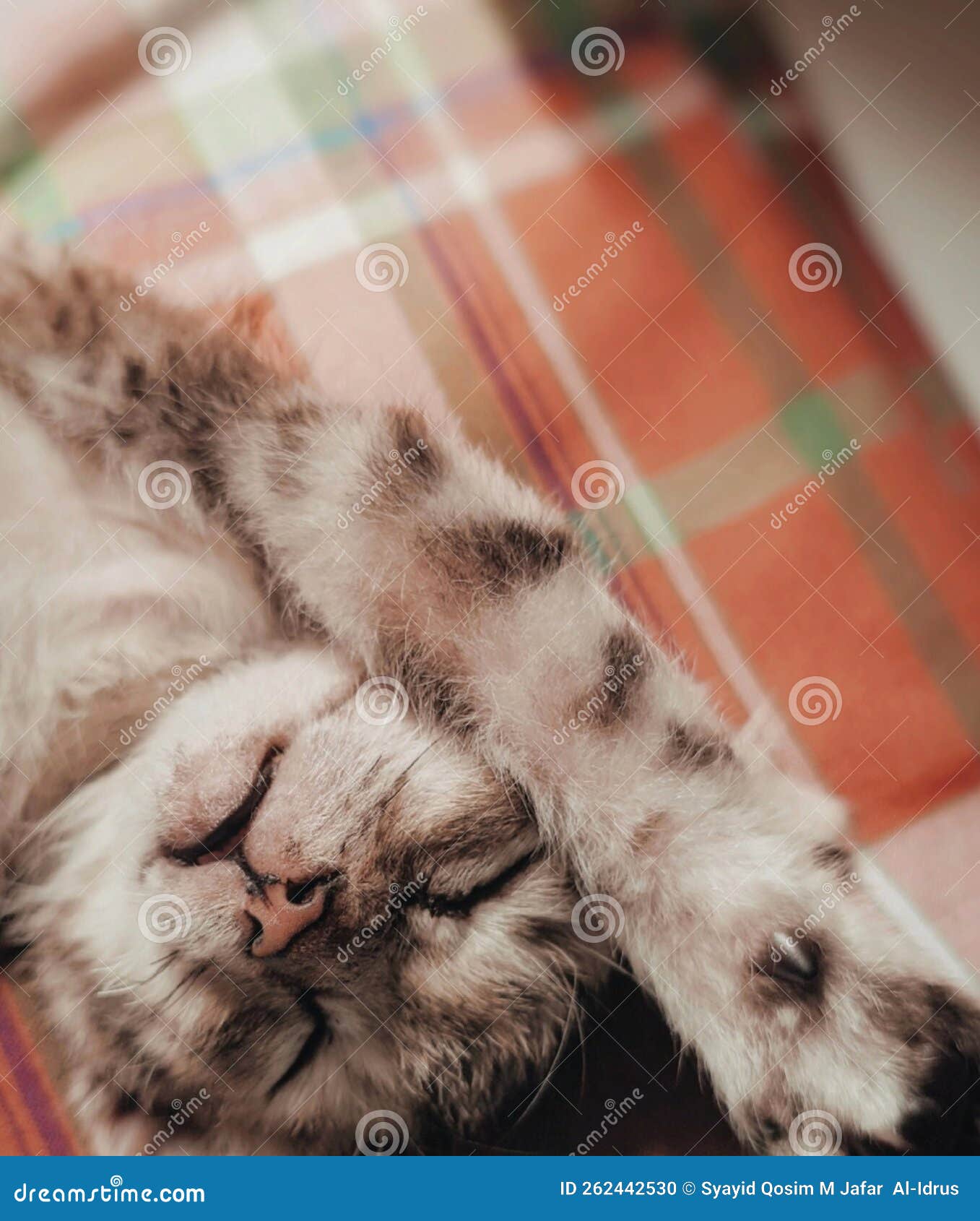 Nice nap on the cat stock photo. Image of friendly, nice - 262442530