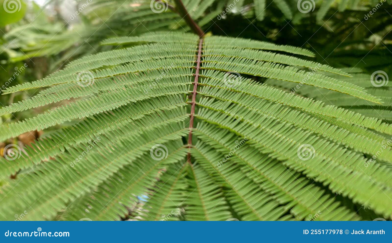 Nice Nature the Green Leaf in Garden Stock Photo - Image of leaf, green ...