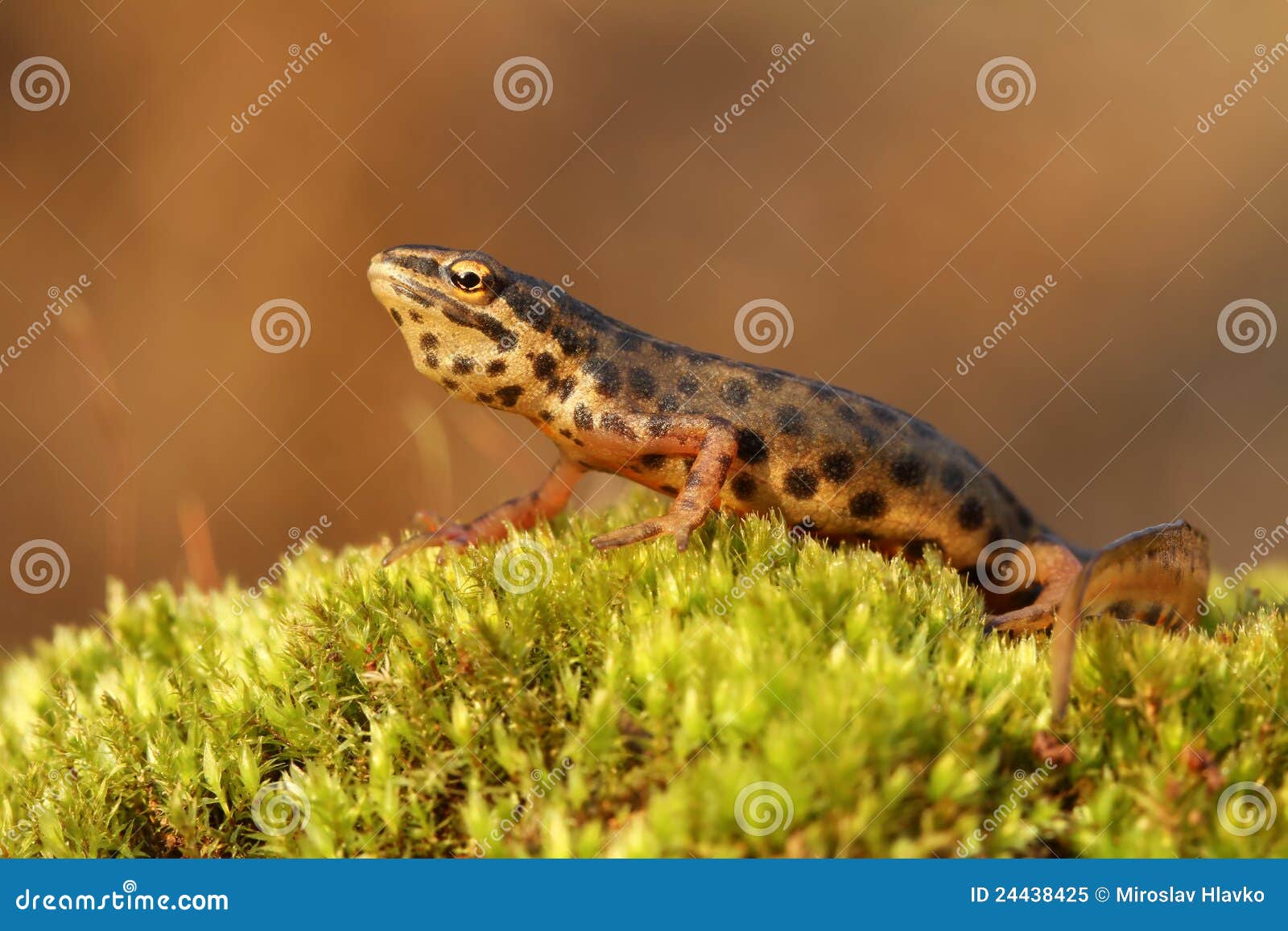 Nice newt stock image. Image of moss, spring, wildlife - 24438425