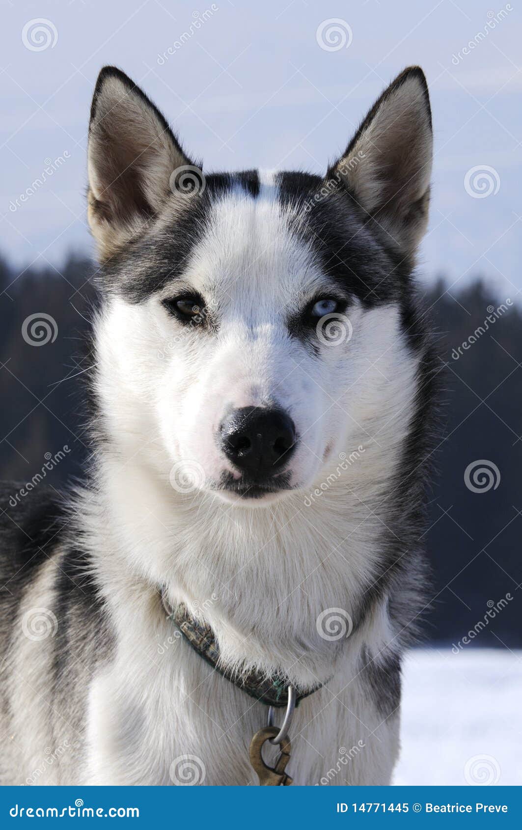 Nice Nordic Dog in the Snow Stock Image - Image of breed, cold: 14771445