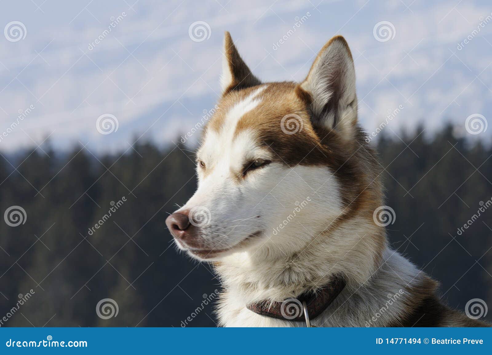 Nice Nordic Dog in the Snow Stock Photo - Image of contest, race: 14771494