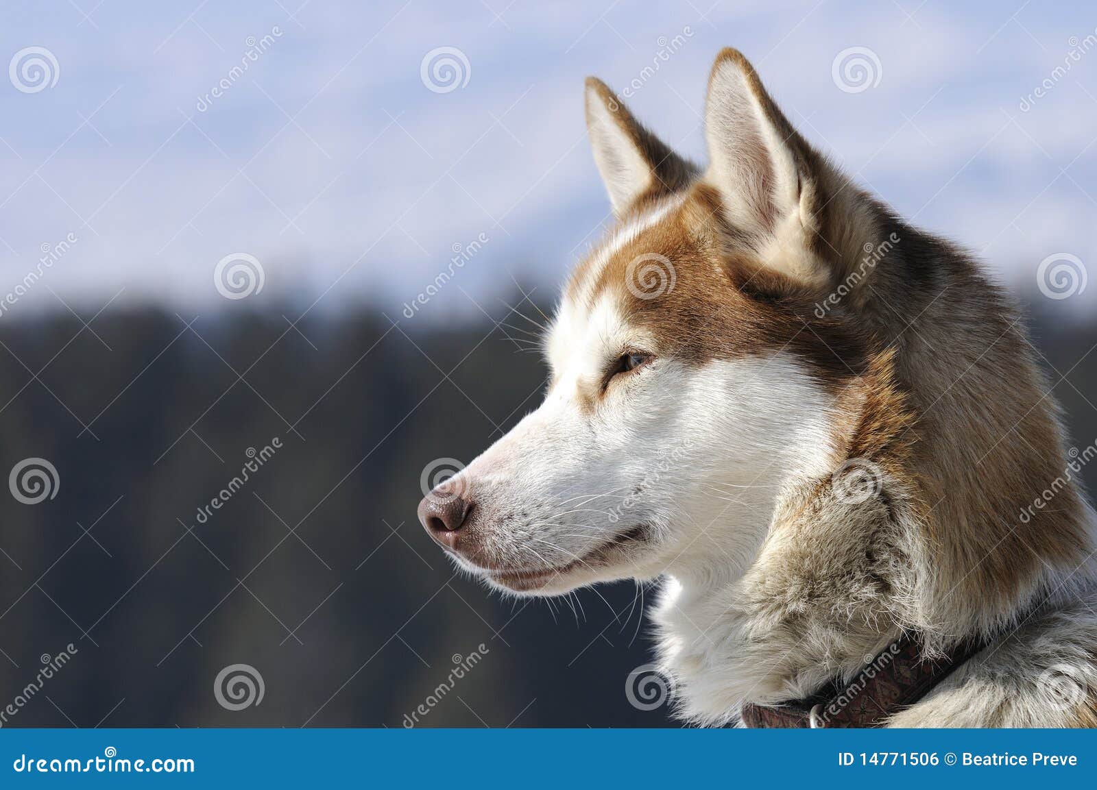 Nice Nordic Dog in the Snow Stock Photo - Image of north, sport: 14771506
