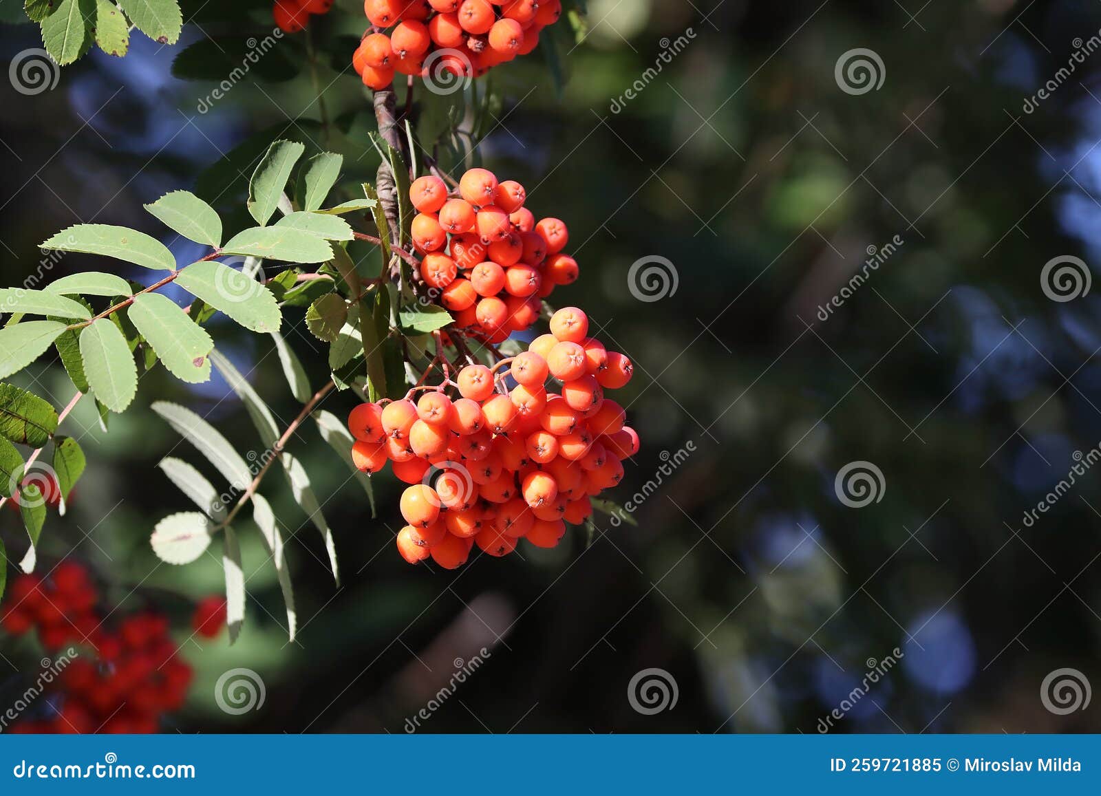 Nice orange rowan berry stock image. Image of branch - 259721885